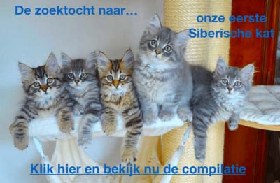 Siberische Kat: Blog voor liefhebbers van de Siberische kat